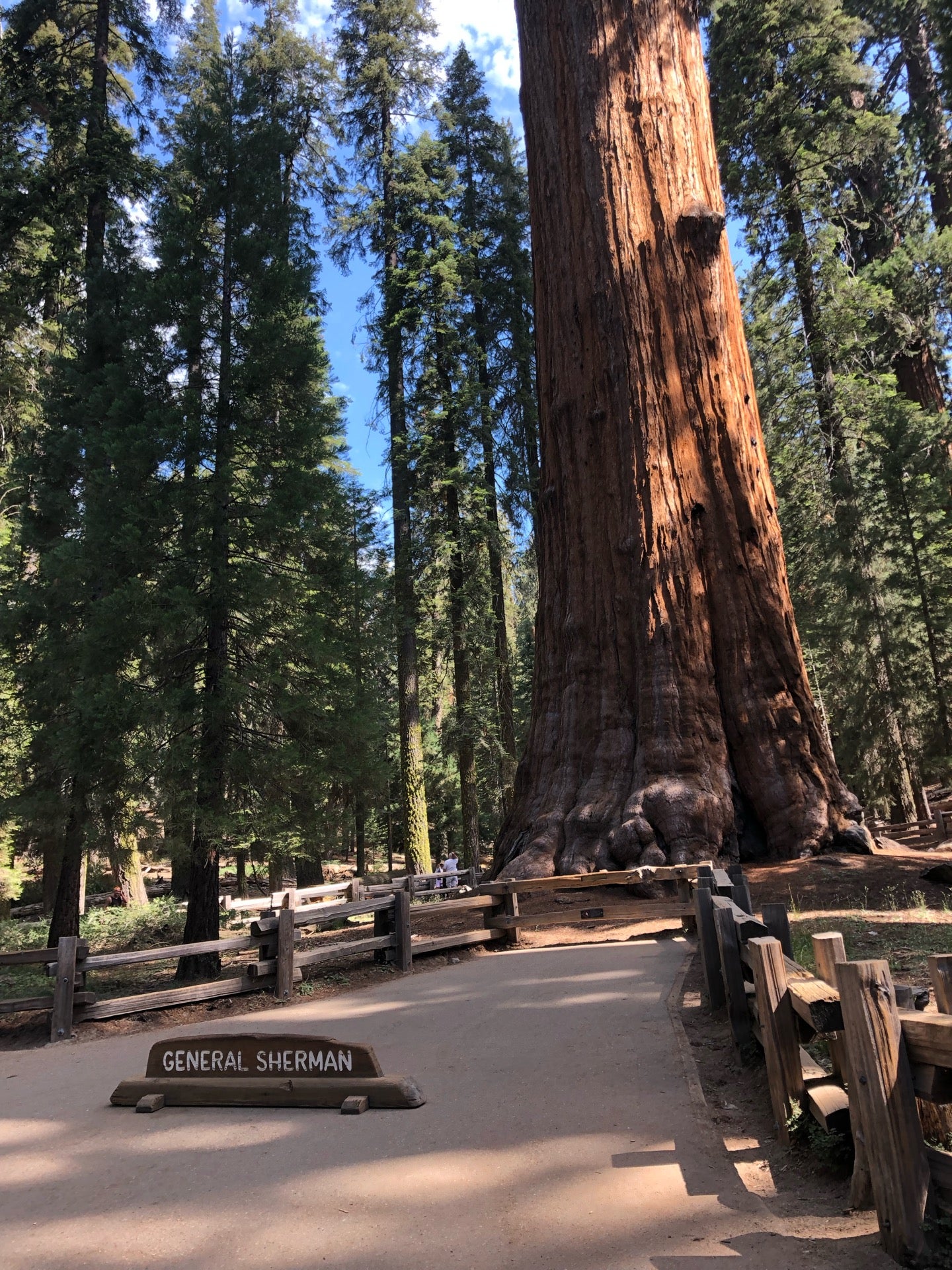 General Sherman Tree, Generals Hwy, Sequoia National Park, CA ...