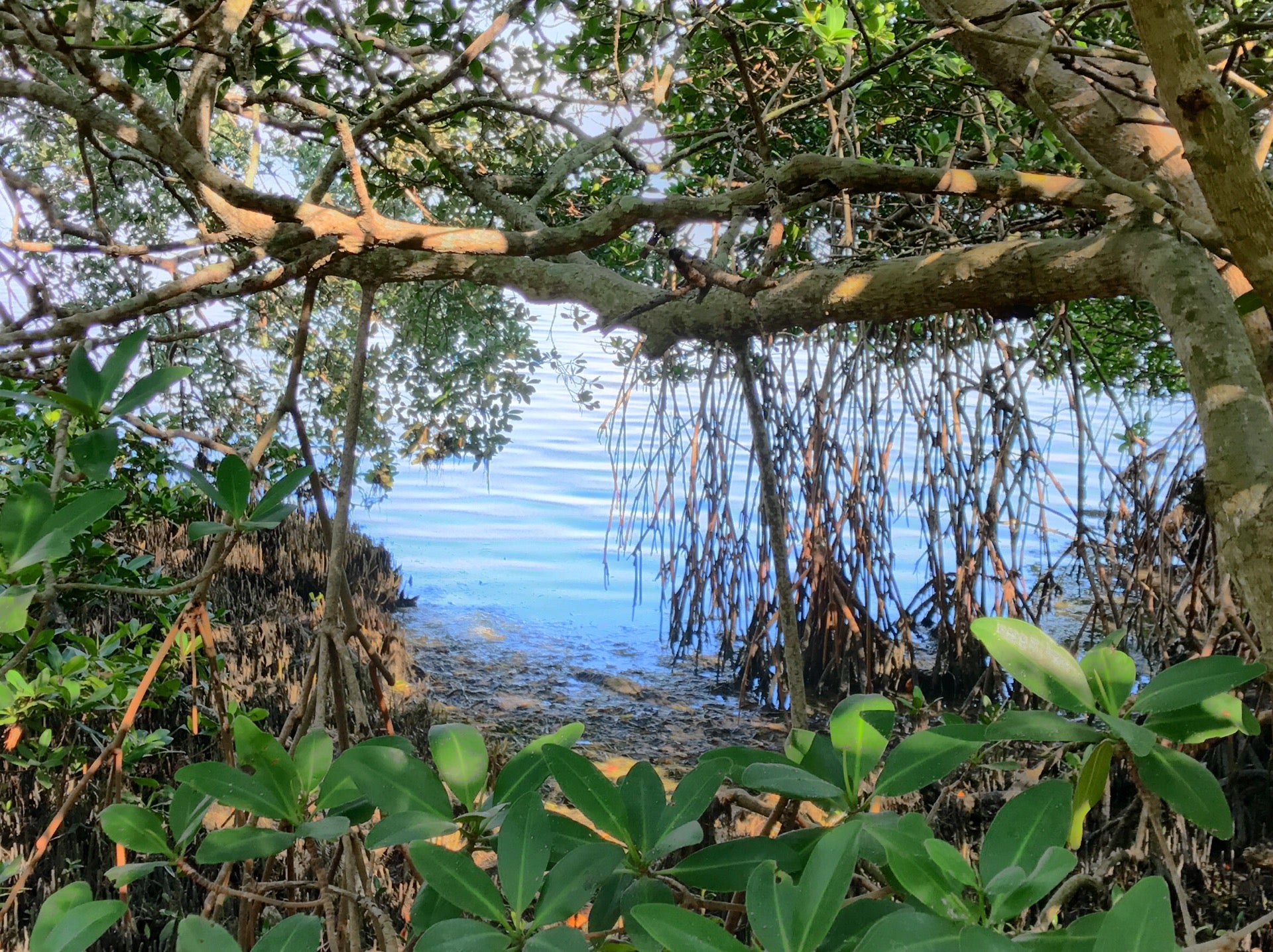 Joan M. Durante Community Park, 5550 Gulf of Mexico Dr, Longboat Key ...