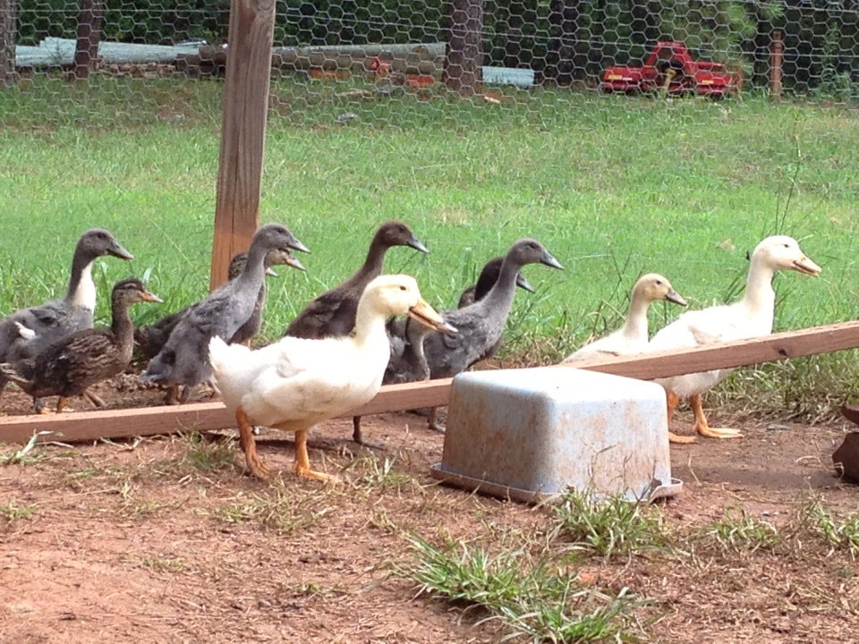 Greenville, GA Map & Directions - MapQuest