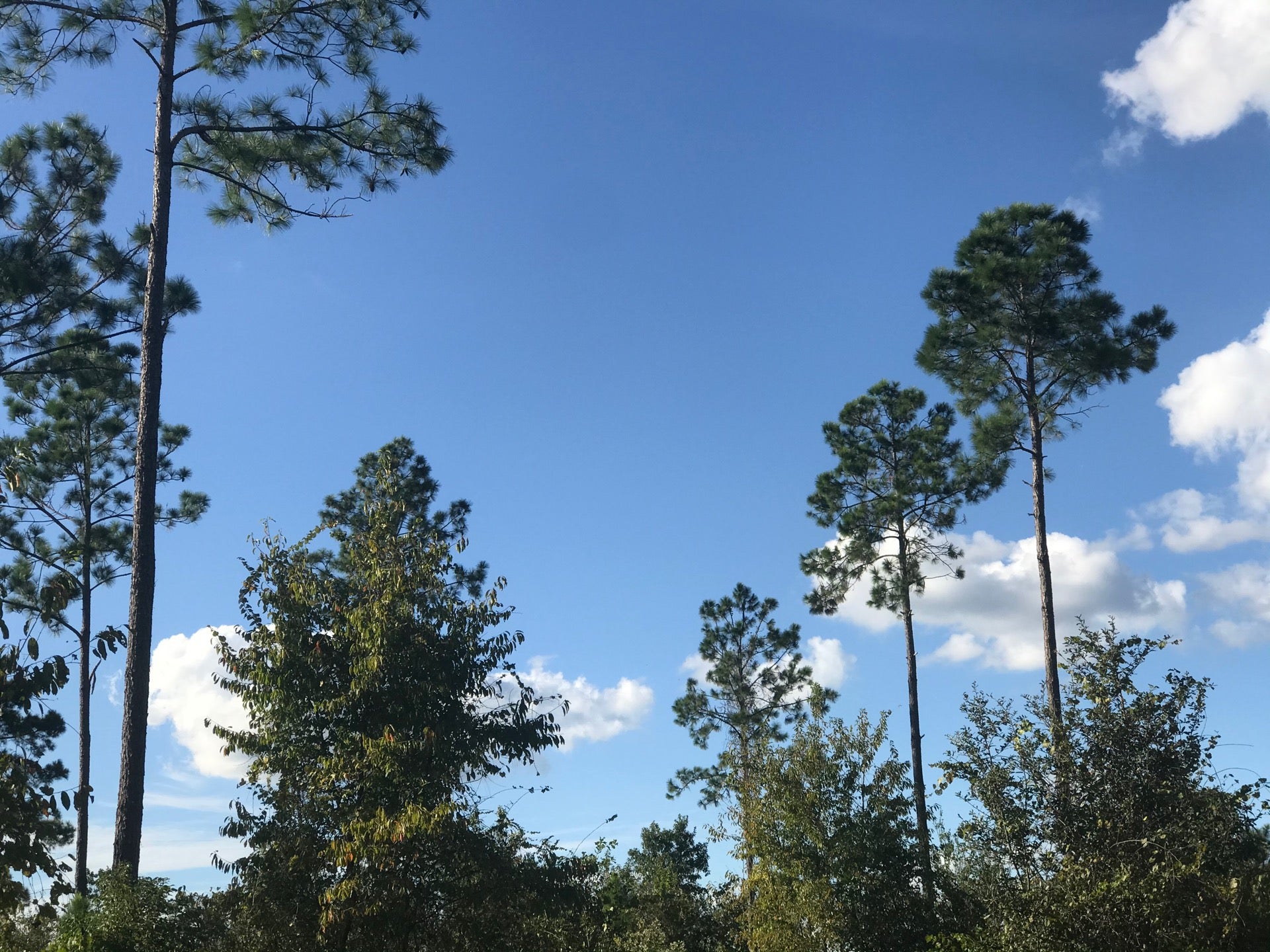 Hilochee Wildlife Management Area, Margaux Dr, Clermont, FL - MapQuest