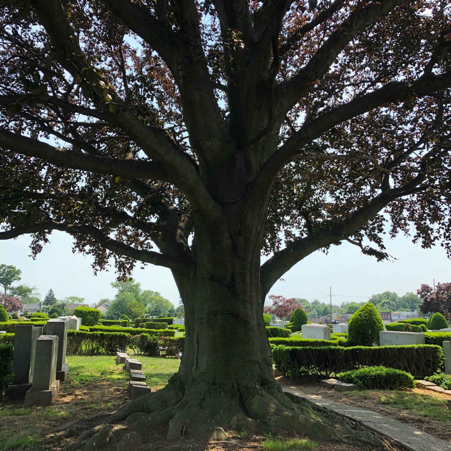 Beth David Cemetery, 300 Elmont Rd, Elmont, NY, Cemeteries - MapQuest