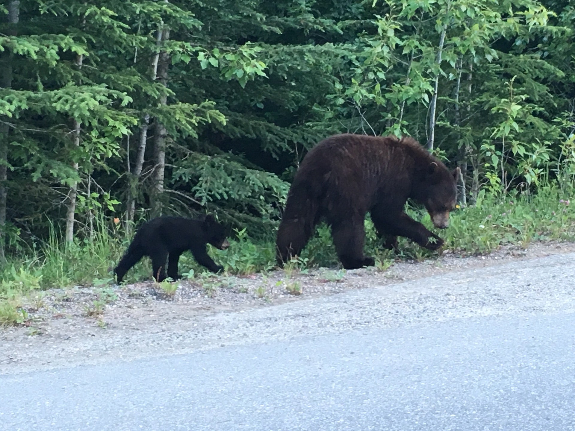 Jasper National Park of Canada Whistler Campground, Jasper, AB - MapQuest
