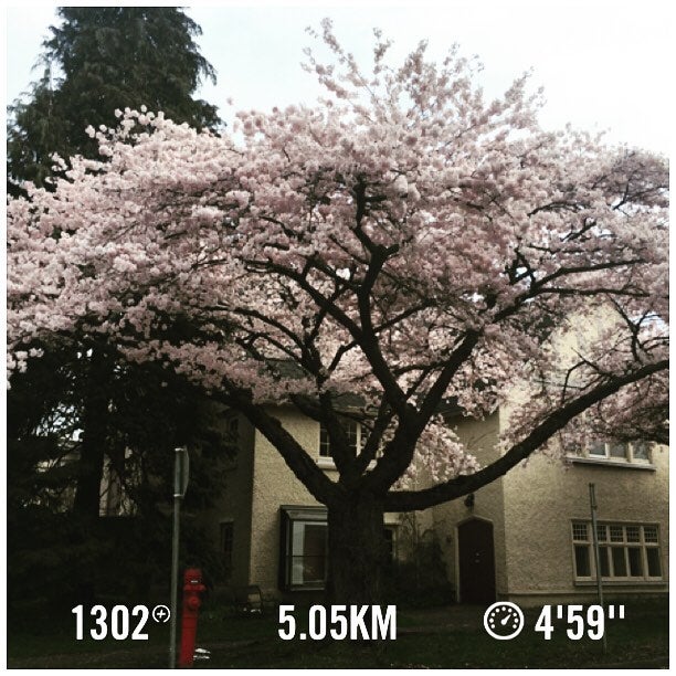 Point Grey Secondary School, 5350 East Blvd, Vancouver, BC - MapQuest