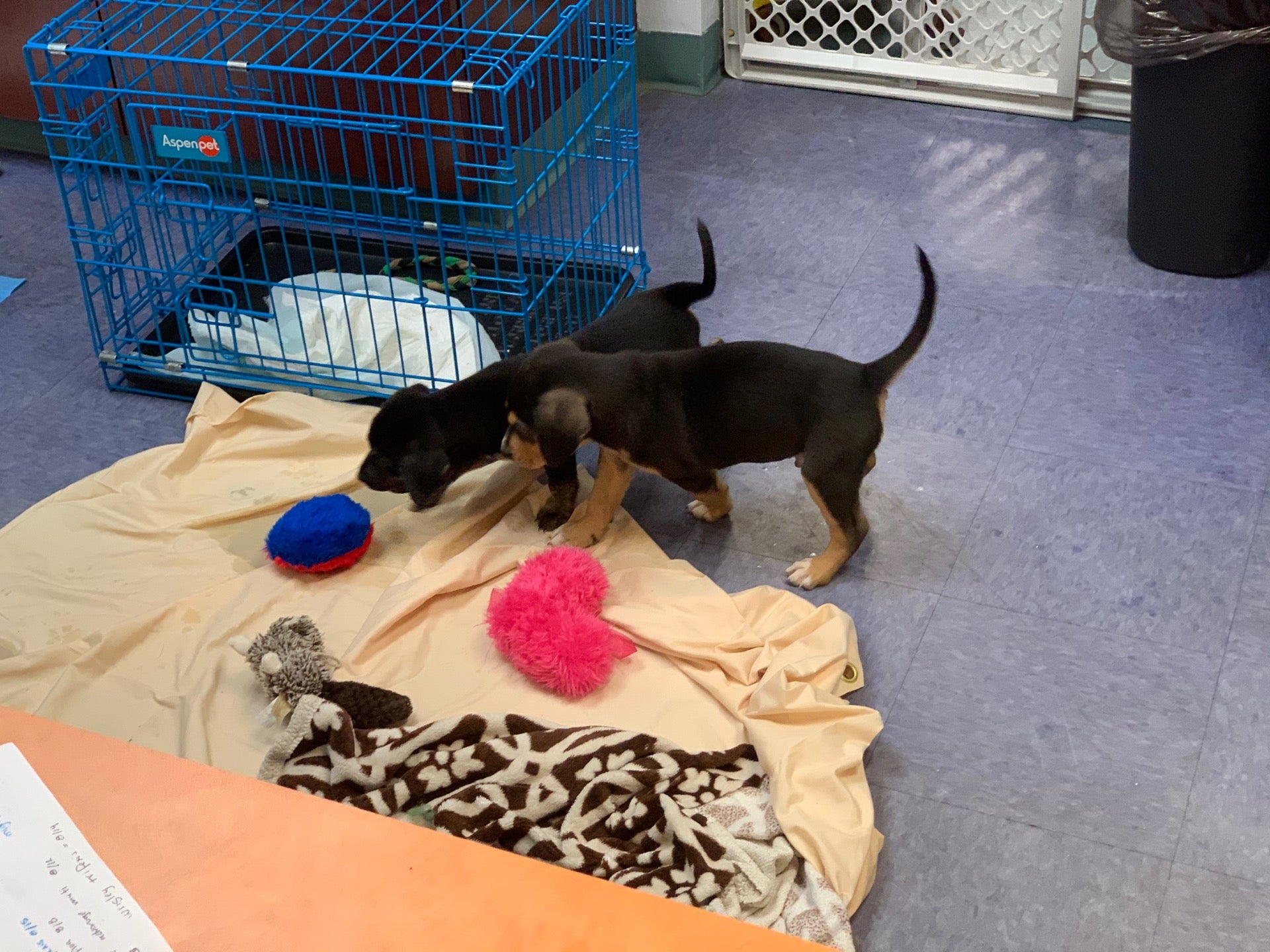 Alachua County Humane Society, 4205 NW 6th St, Gainesville, FL - MapQuest