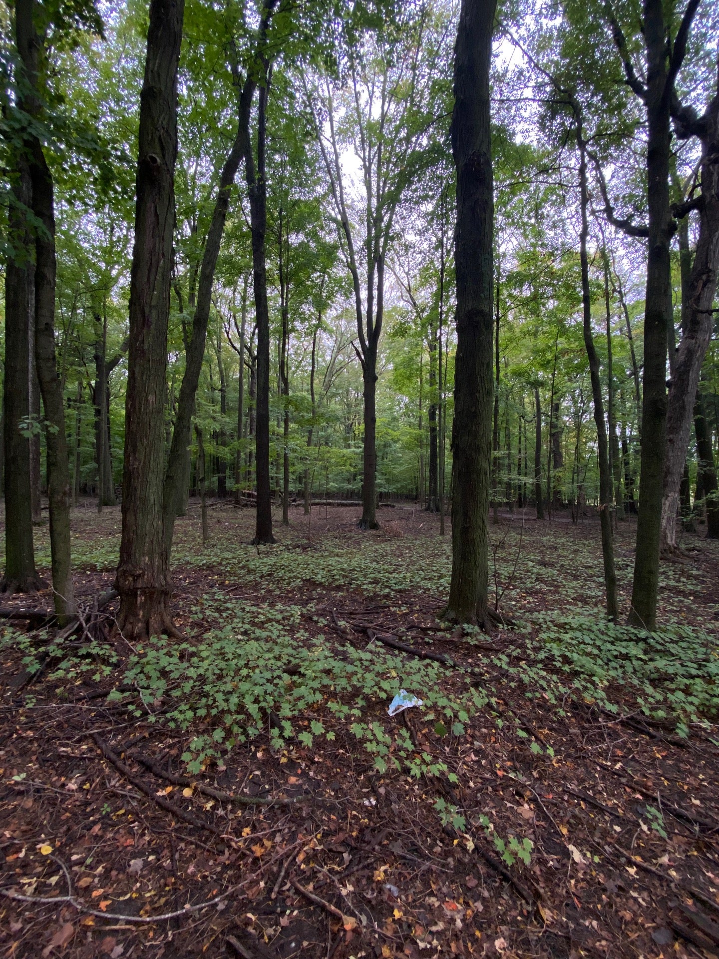 Shepherd, MI Map & Directions - MapQuest