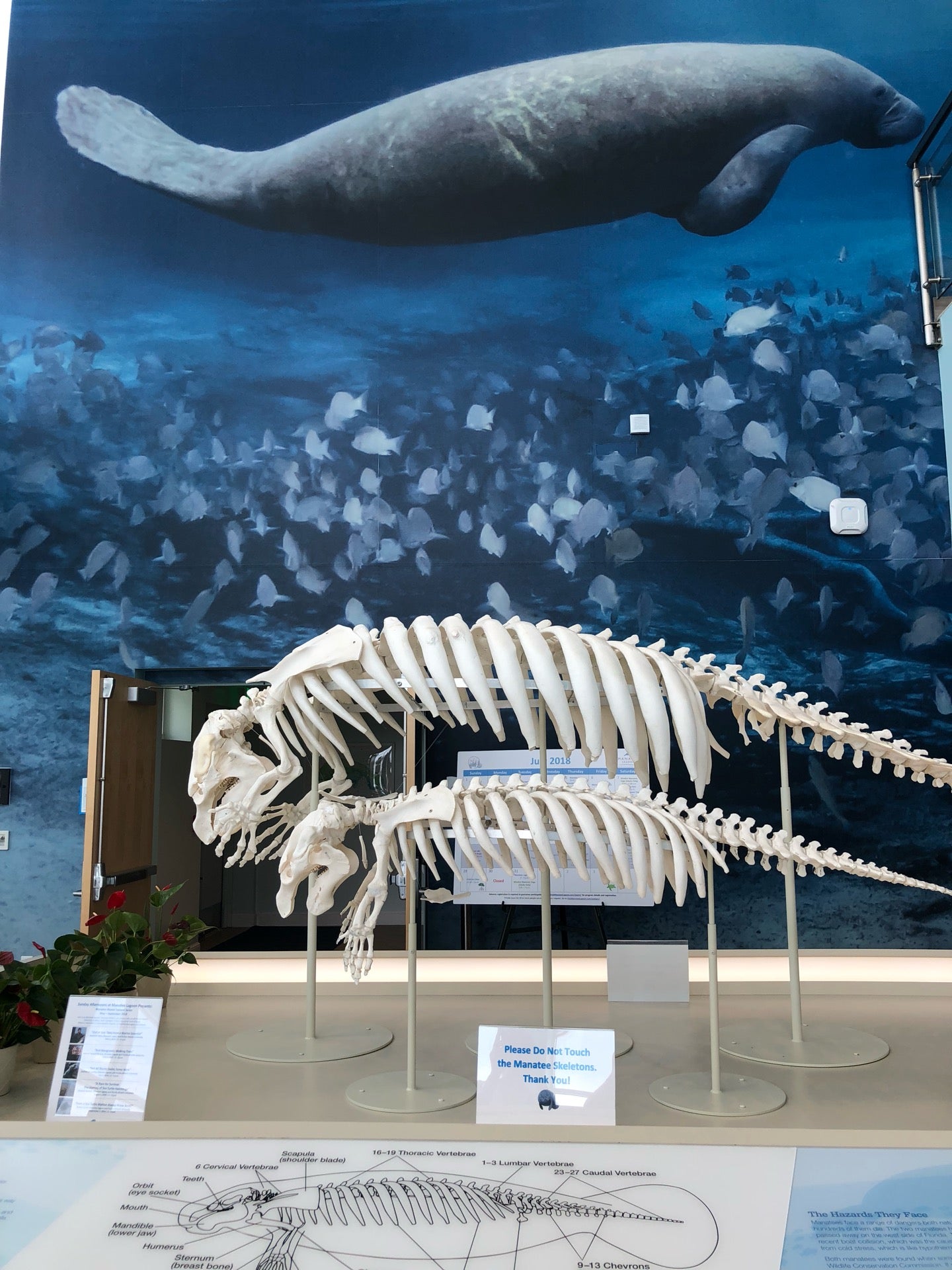 Manatee Skeleton
