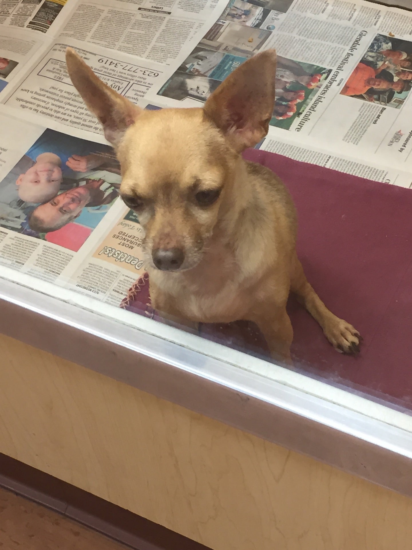 Halo Pet Adoption Center, 9617 N Metro Pkwy W, Phoenix, AZ, Pet ...