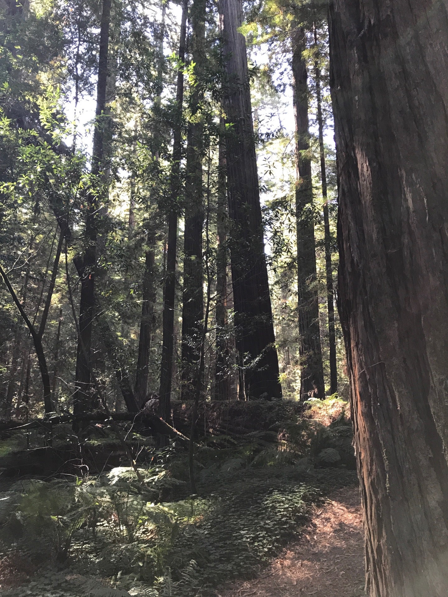 Redcrest, CA Map & Directions - MapQuest