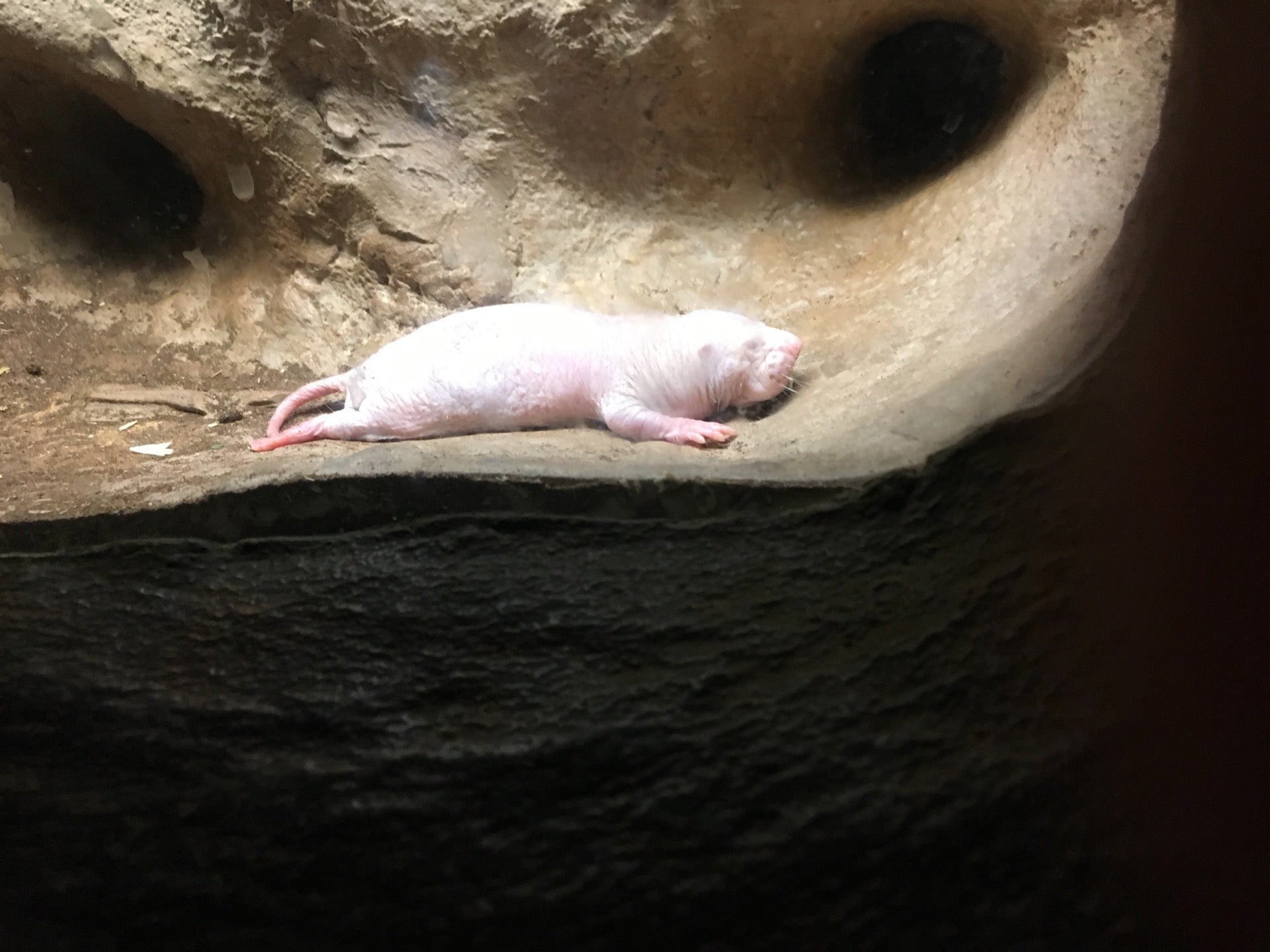 Naked Mole Rat Playground, ZOO, Atlanta, GA - MapQuest