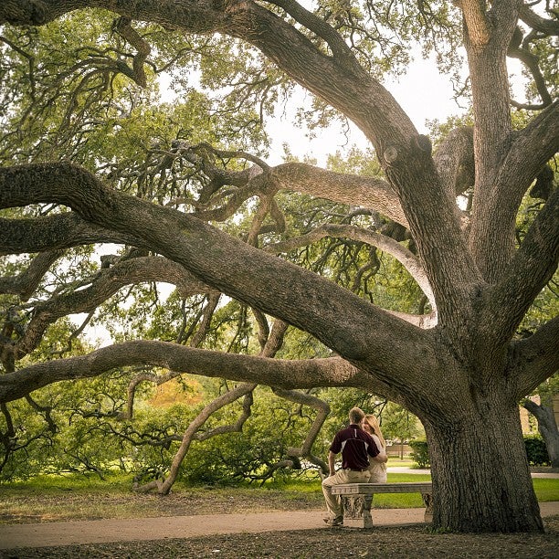 Century Tree, Throckmorton St, College Station, TX, Places - MapQuest