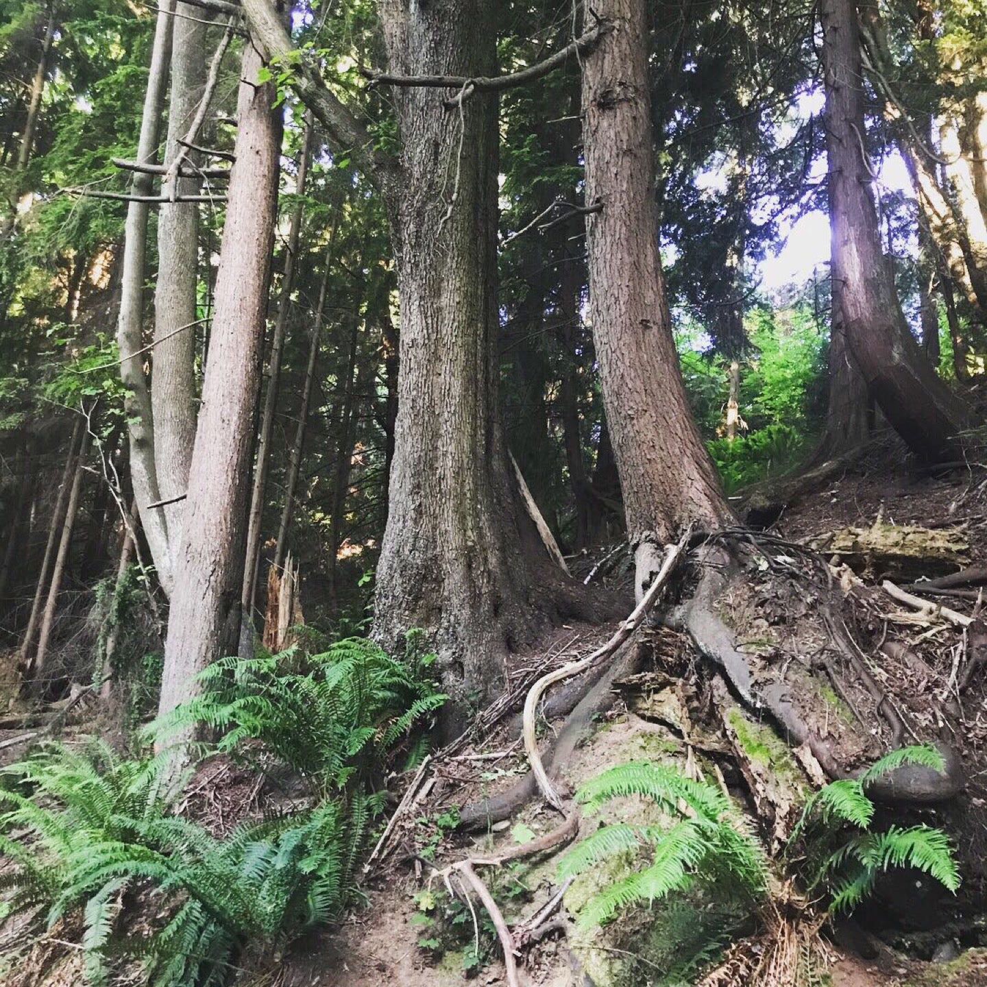 Mosquito Creek Park, 1705 Fell Ave, North Vancouver, BC, Parks - MapQuest