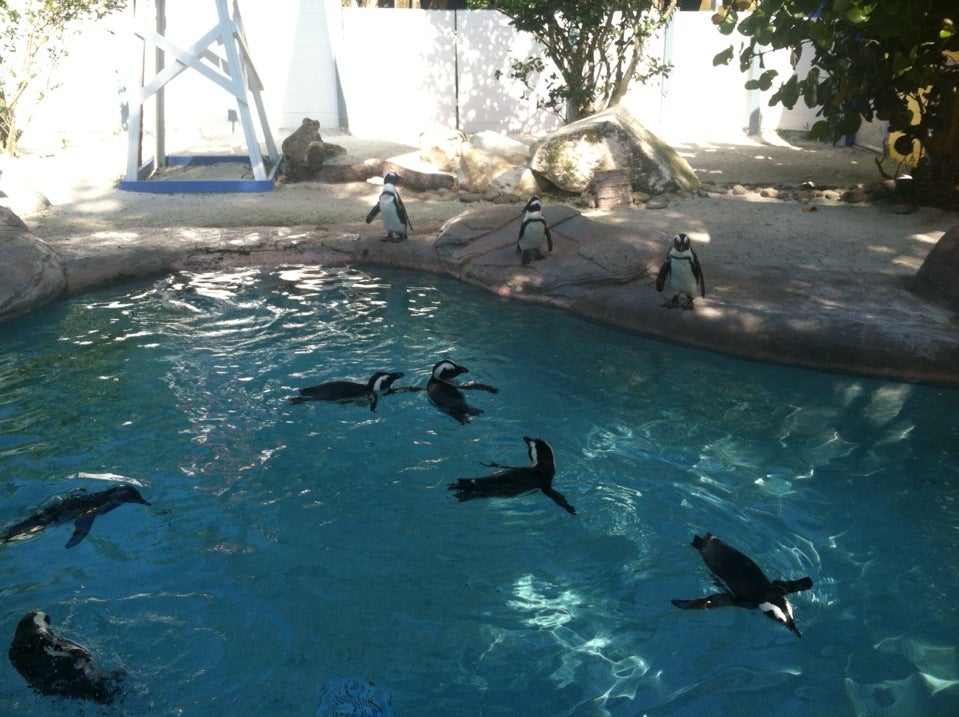 African Penguin Exhibit, 1101 W Sligh Ave, Tampa, FL, Zoos - MapQuest