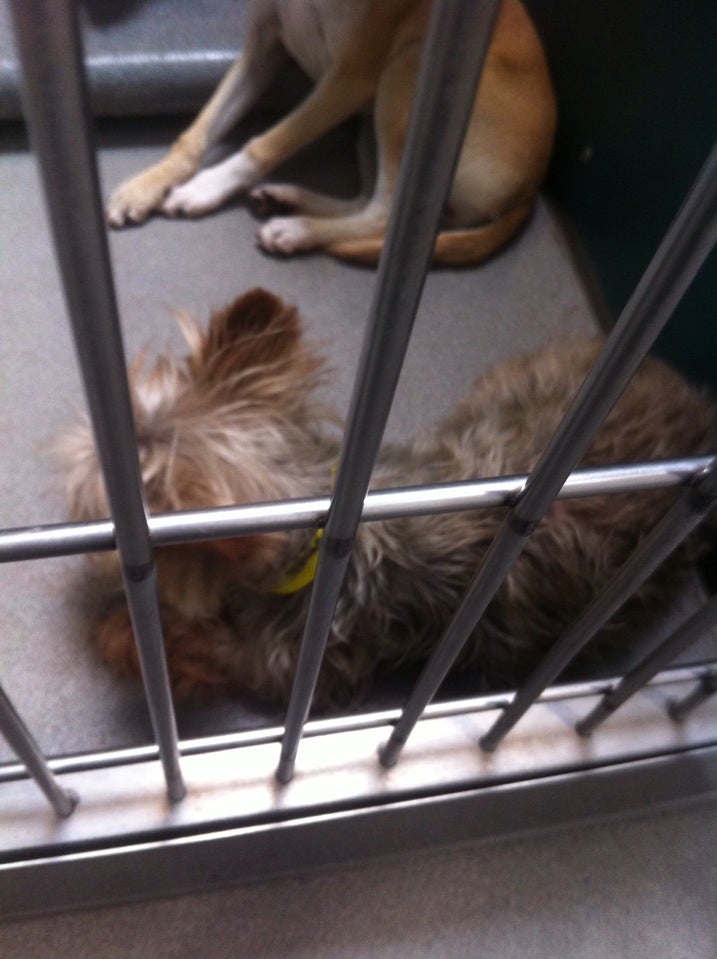 Southeast Area Animal Control Authority, 9777 Seaaca St, Downey, CA ...