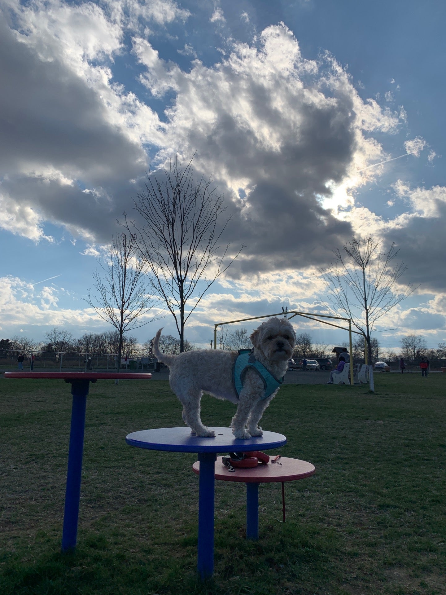 Edison Metuchen Community Dog Park