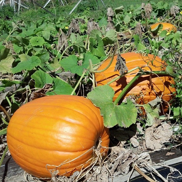 Cherry Ridge Farm, 45 Belcher Rd, Warwick, NY - MapQuest