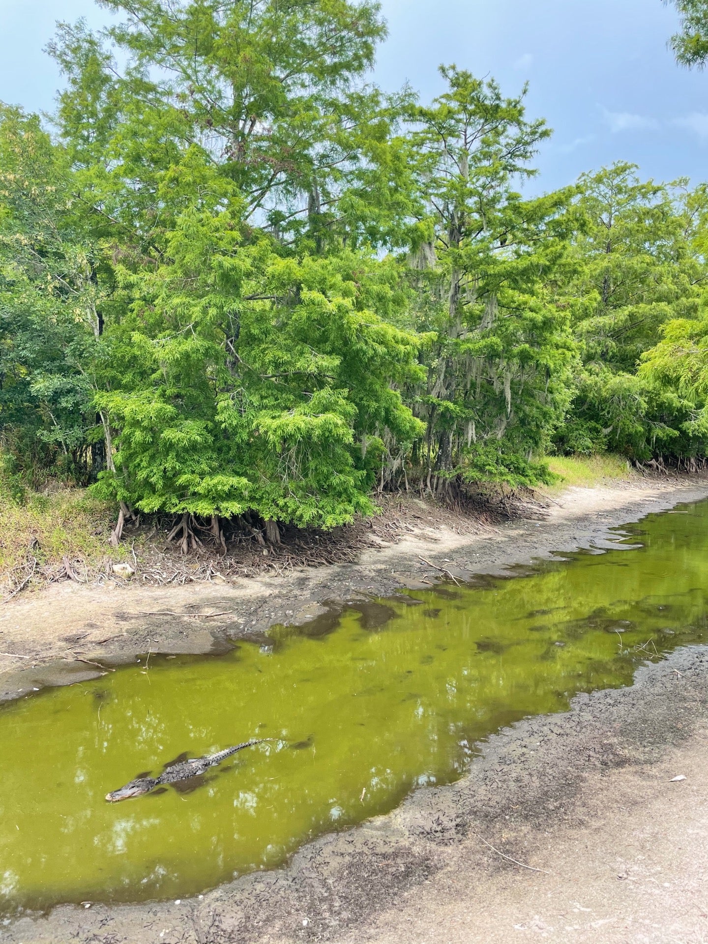 Bird Rookery Swamp, Naples, FL, Landmark - MapQuest