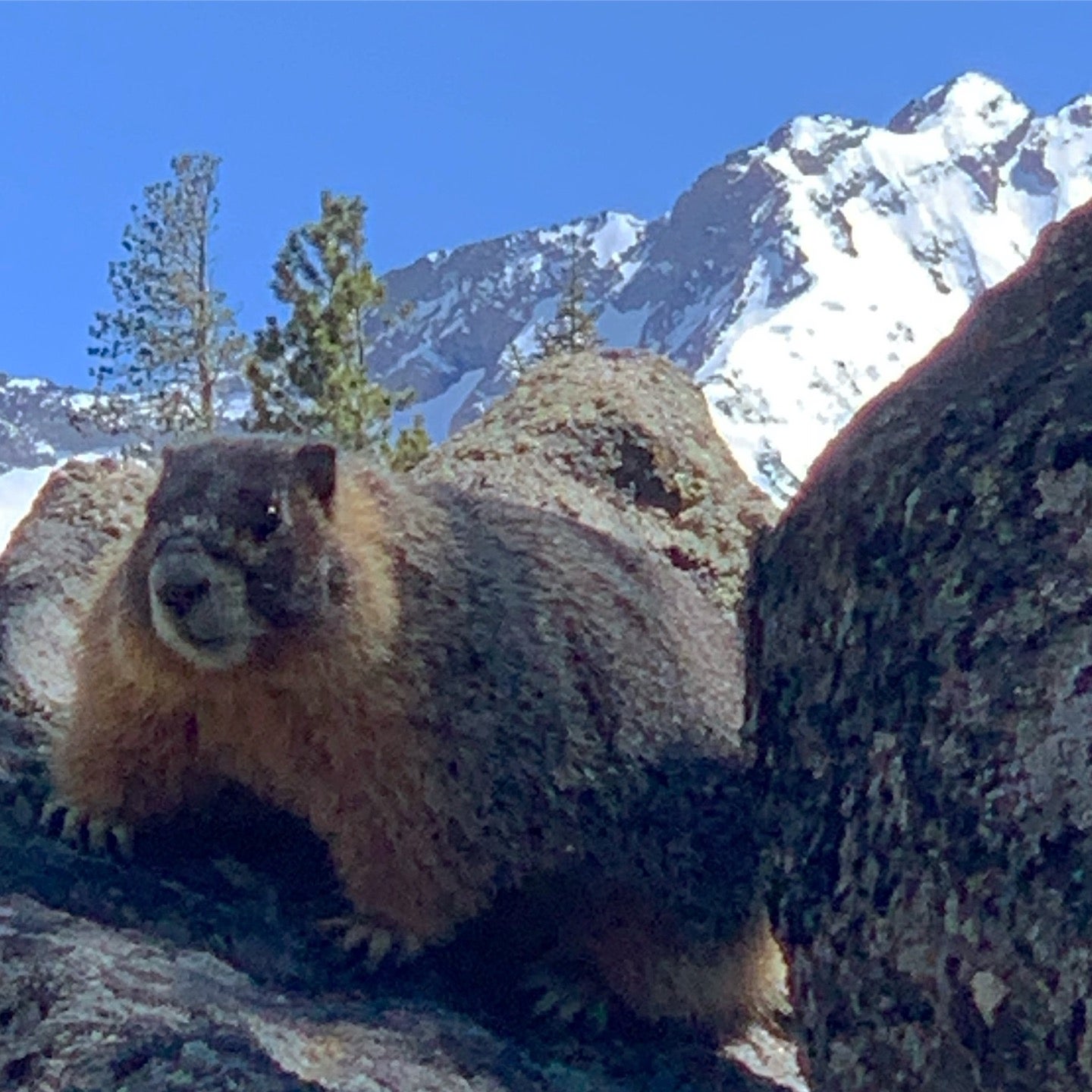 Kit Carson Pass, Markleeville, CA - MapQuest