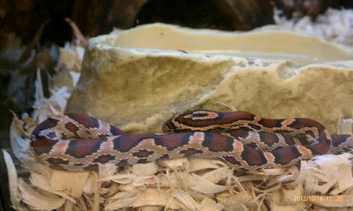 Petsmart Corn Snake