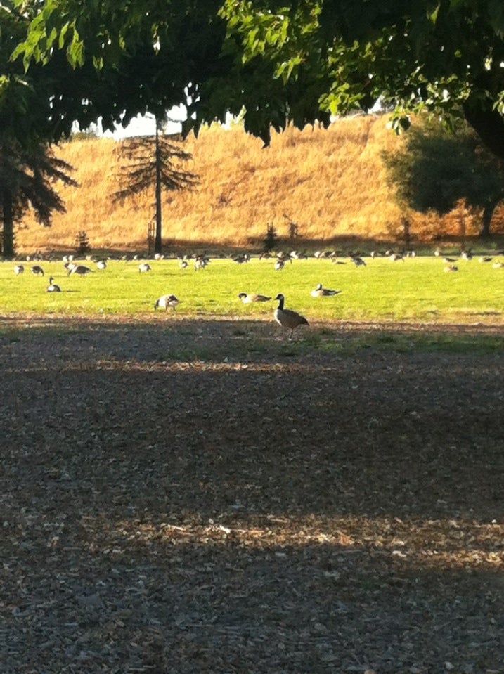 Hellyer Park & Coyote Creek Trail, 985 Hellyer Ave, San Jose, CA ...