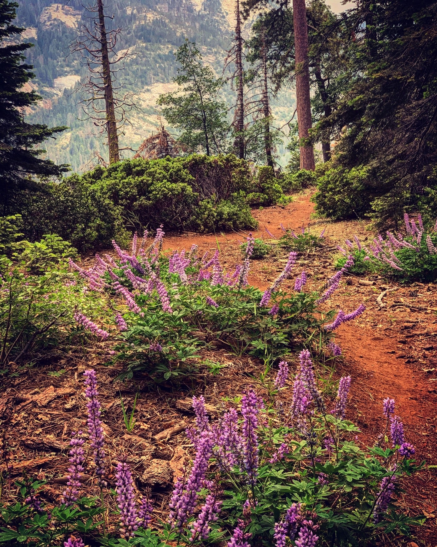 Redwood Mountain Grove, Generals Hwy, Wilsonia, CA, Services NEC - MapQuest