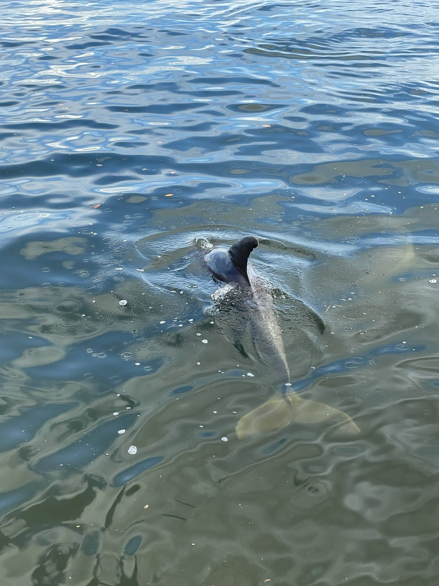 Punta Rassa Boat Ramp, 18700 McGregor Blvd, Fort Myers, FL, Boats ...