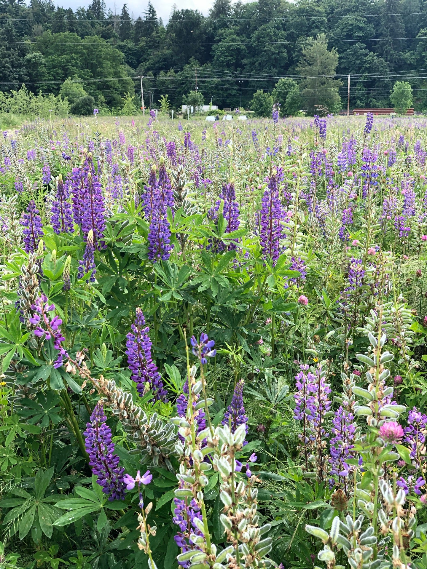 Foothills Trail - East Puyallup Trailhead, Alderton, WA, Landmark ...