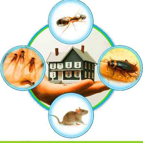 Northwest Pest Management, 1 Misty Ridge Ct, Bellingham, WA, Pest ...
