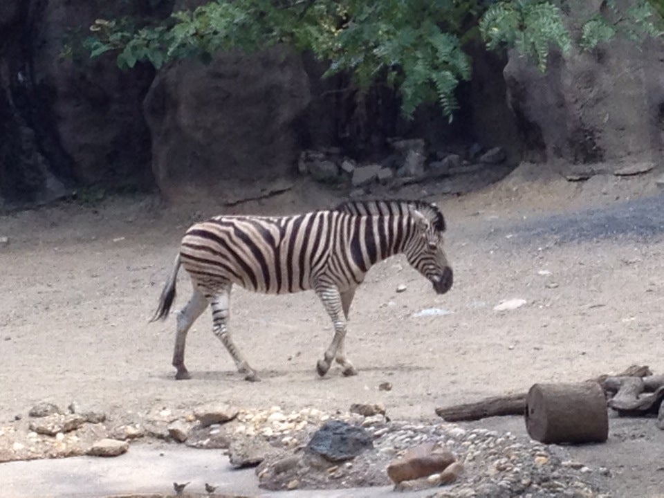 Zebra Exhibit, 3400 W Girard Ave, Philadelphia, PA - MapQuest
