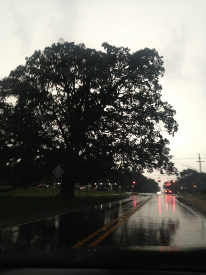 America's Largest Bebb Oak Tree, 3052 S Livernois Rd, Rochester Hills ...