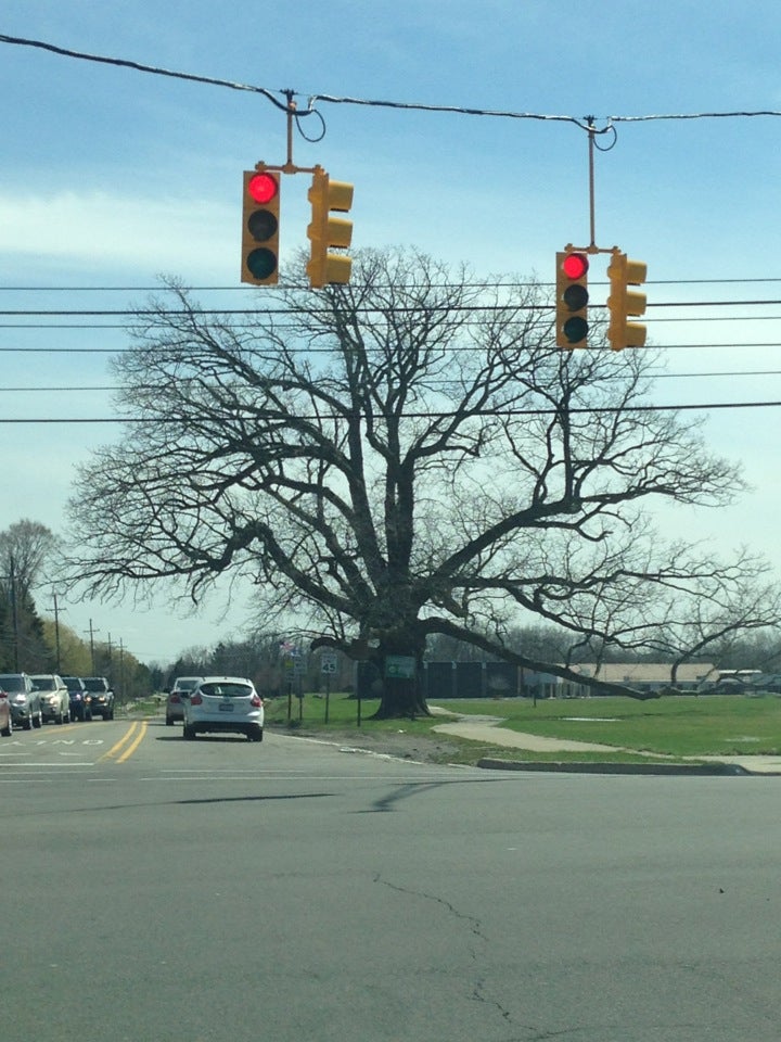 America's Largest Bebb Oak Tree, 3052 S Livernois Rd, Rochester Hills ...