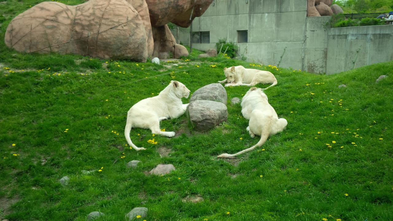 Toronto Zoo, 2000 Meadowvale Rd, Toronto, ON - MapQuest