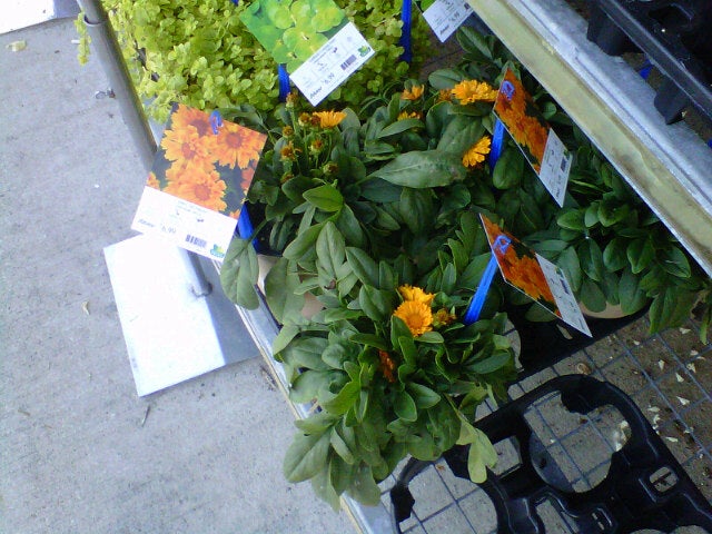 Sobeys Fredericton Flowers | Best Flower Site