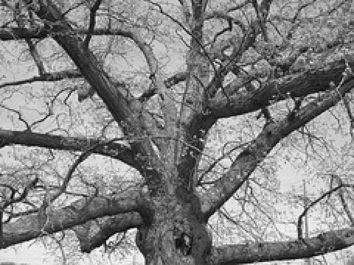 America's Largest Bebb Oak Tree, 3052 S Livernois Rd, Rochester Hills ...