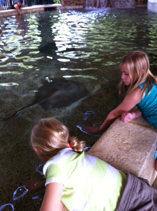 Stingrays at Caribbean Cove, STL ZOO, St. Louis, MO, Zoos - MapQuest