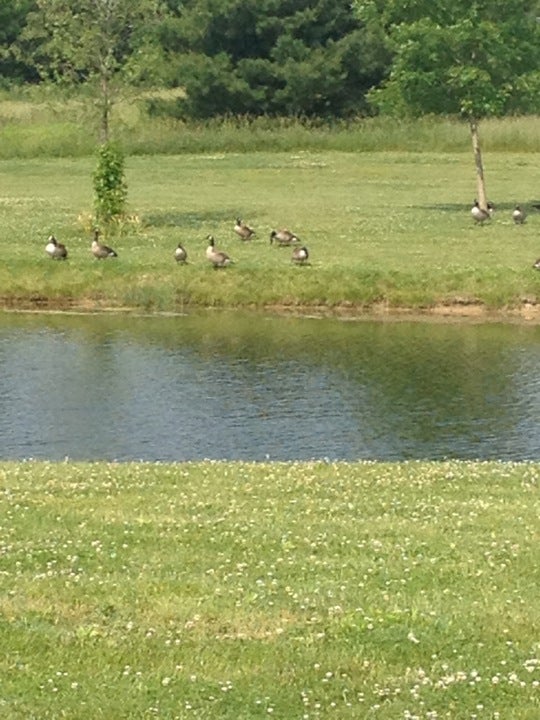 Seville, OH Map & Directions - MapQuest