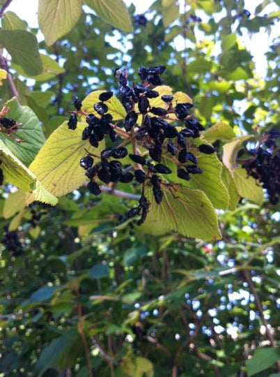 Summerset, SD Map & Directions - MapQuest