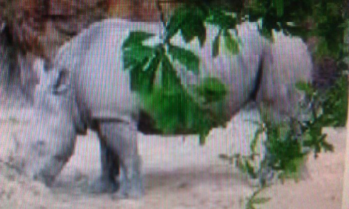 White Rhinoceros Exhibit, 1513 Cambridge St, Houston, TX - MapQuest