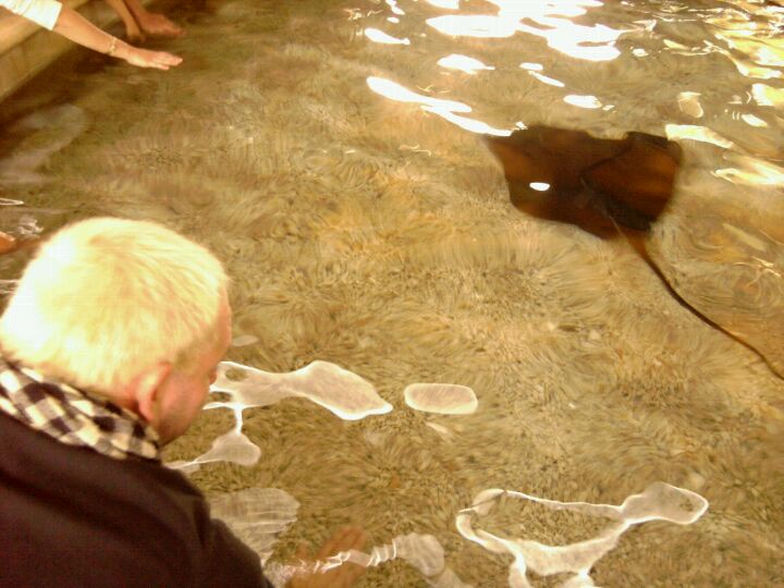 Stingrays at Caribbean Cove, STL ZOO, St. Louis, MO, Zoos - MapQuest