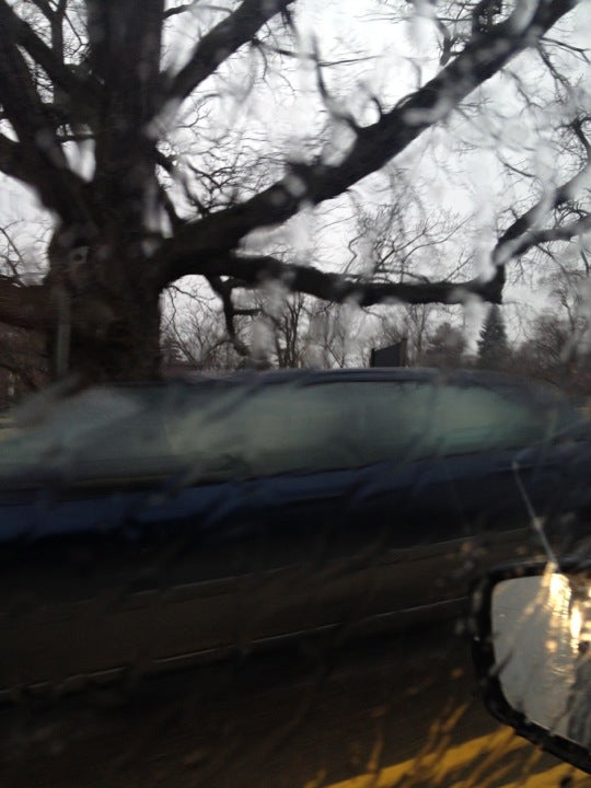 America's Largest Bebb Oak Tree, 3052 S Livernois Rd, Rochester Hills ...