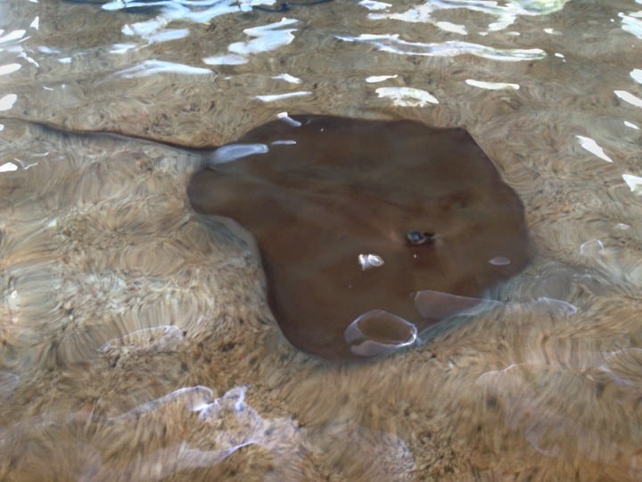 Stingrays at Caribbean Cove, STL ZOO, St. Louis, MO, Zoos - MapQuest