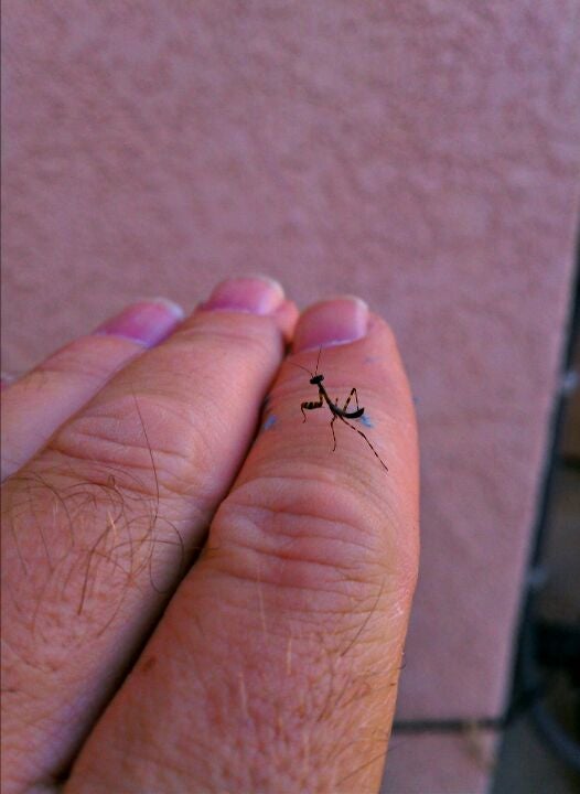 Butterfield Ranch Elementary School, 6350 Mystic Canyon Dr, Chino Hills ...