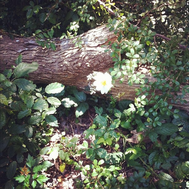 Doss Park, 2500 Frick Rd, Houston, TX, Parks - MapQuest