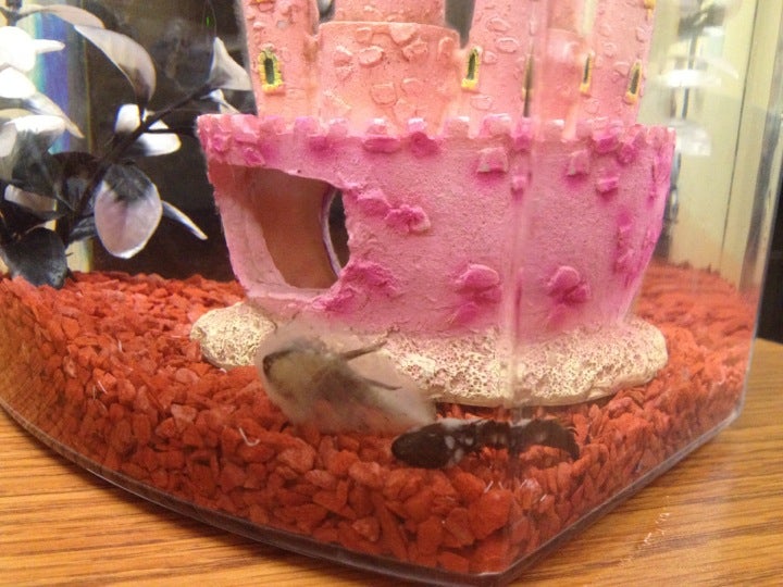 Camp Johnson, Vermont National Guard Rd, Colchester, Town of, VT ...