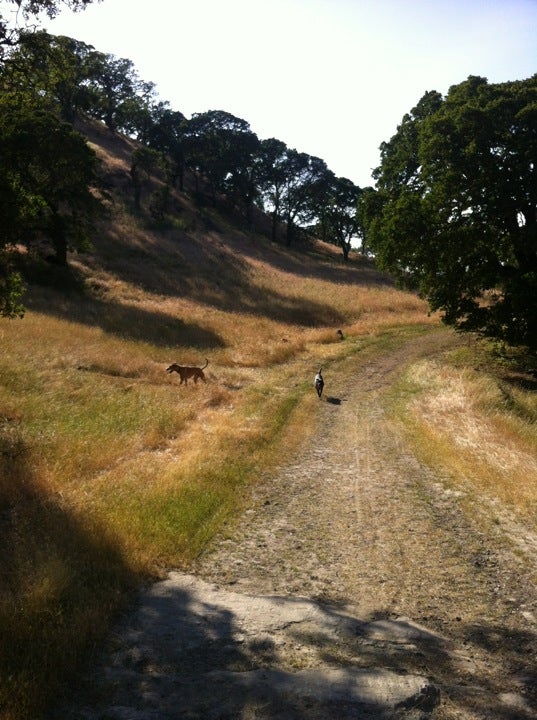 Shell Ridge Open Space, Walnut Creek, CA, Trail - MapQuest