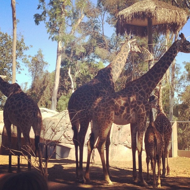 Jungle Java, 2920 Zoo Dr, San Diego, CA, Zoos - MapQuest