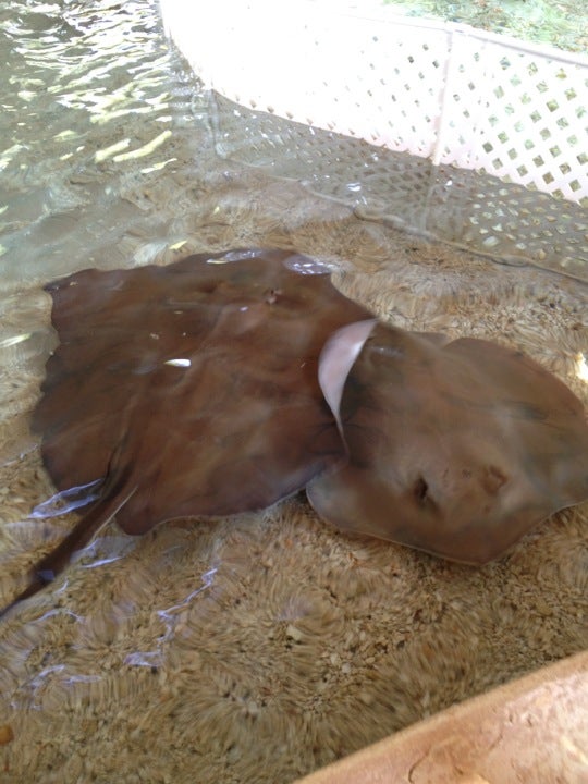 Stingrays at Caribbean Cove, STL ZOO, St. Louis, MO, Zoos - MapQuest