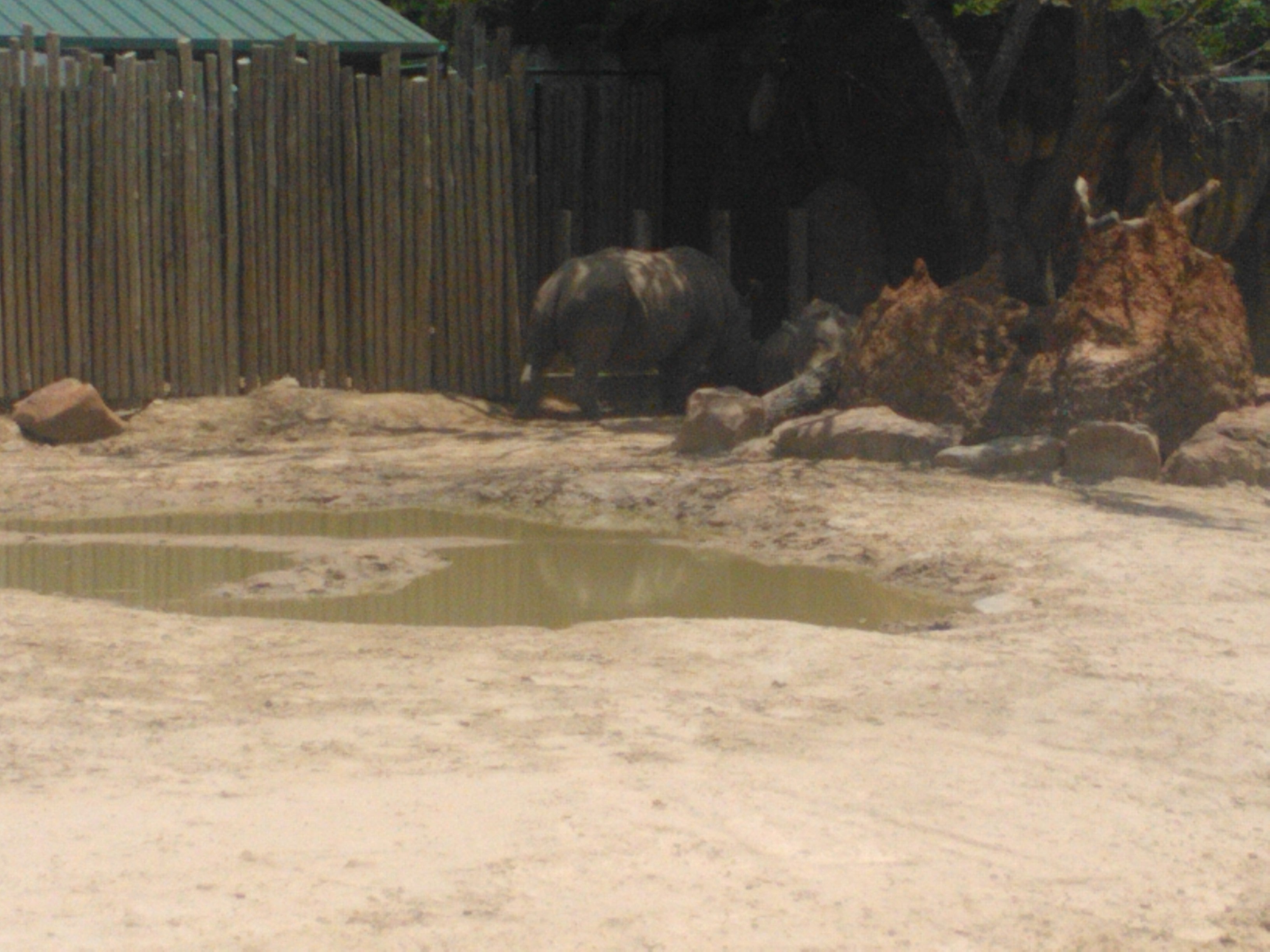 White Rhinoceros Exhibit, 1513 Cambridge St, Houston, TX - MapQuest