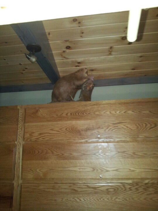 Bucktrail Archery, Burlington, WI, Landmark - MapQuest